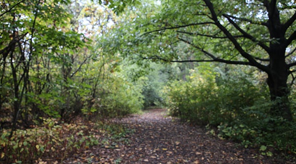 The Grove - Palatine Park District